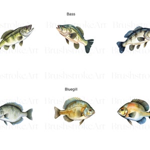 Freshwater Fish Clipart, Bass Fish PNG, Trout Clipart, Watercolor ...