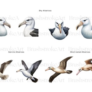 Albatross Clipart, Ocean Bird Clipart, Seagull PNG, Albatross Art, Bird ...