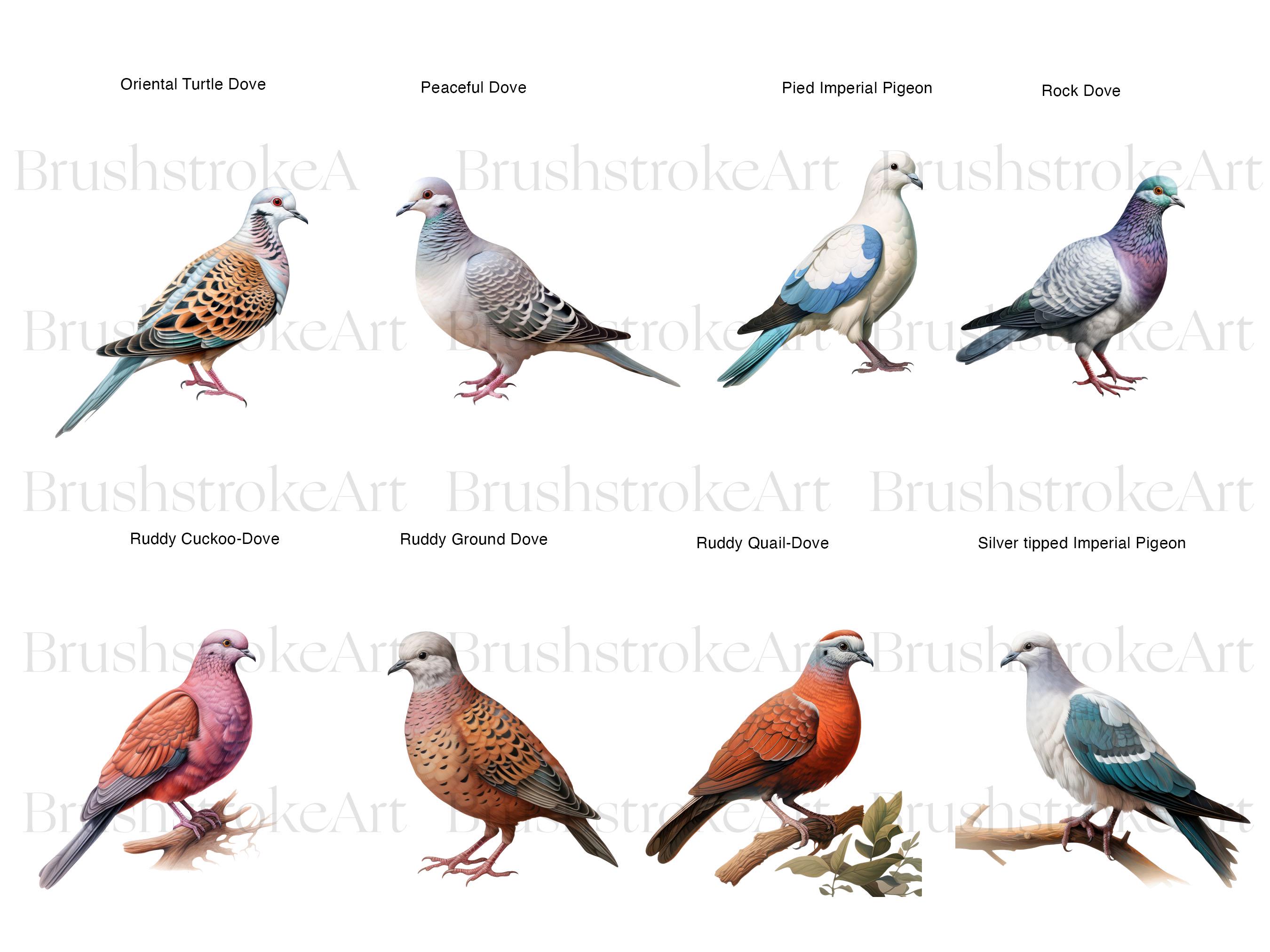 Dove Illustration Clipart, White Dove Flying, Bird Clipart, the Dove of ...