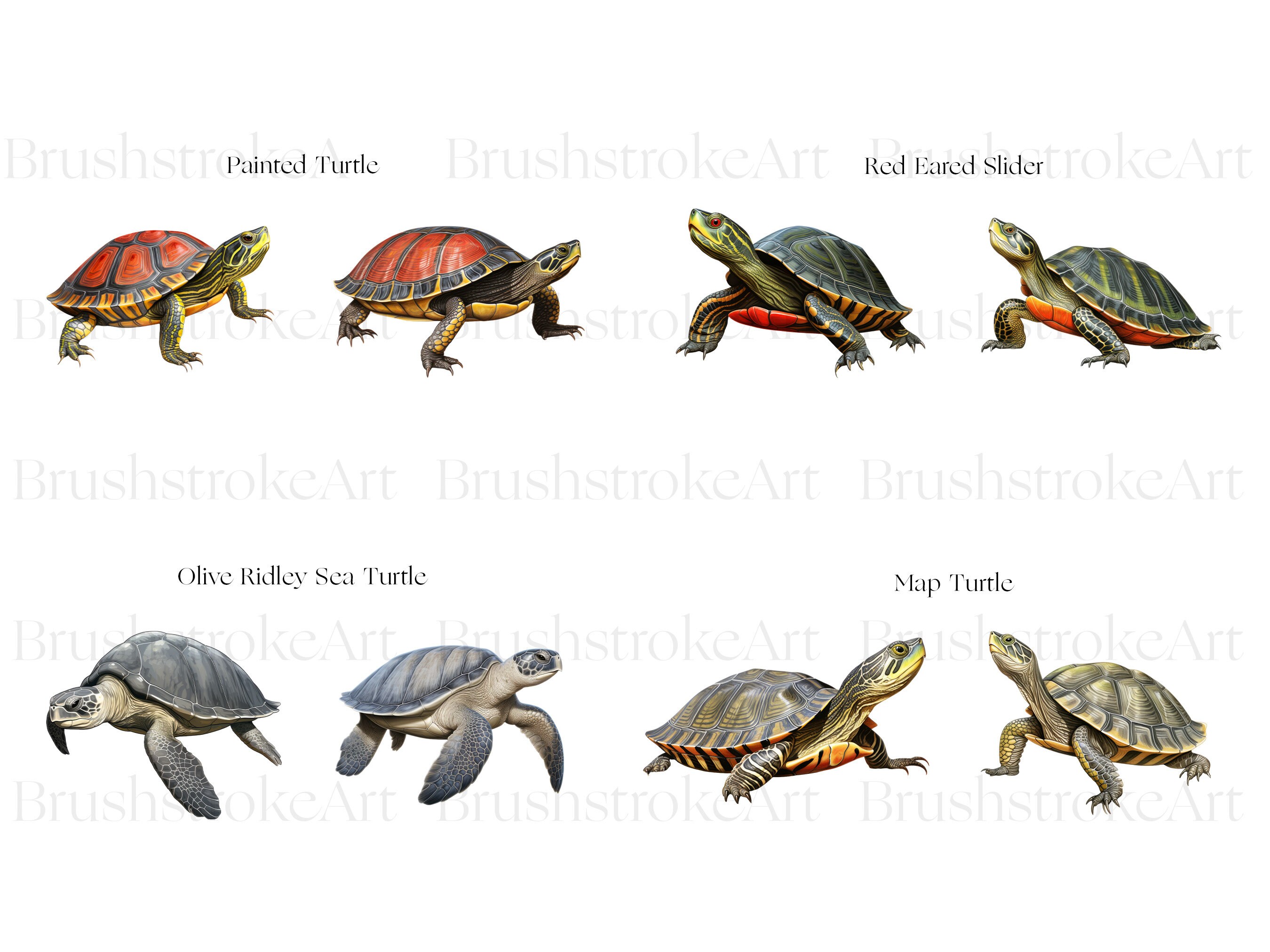 Turtle Illustration Clipart, Watercolor Turtle Species, Hawksbill ...