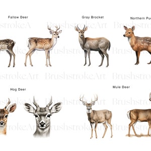 Deer Types Clipart, Moose PNG, Stag Clipart, Elk, Antler Clipart, Deer ...