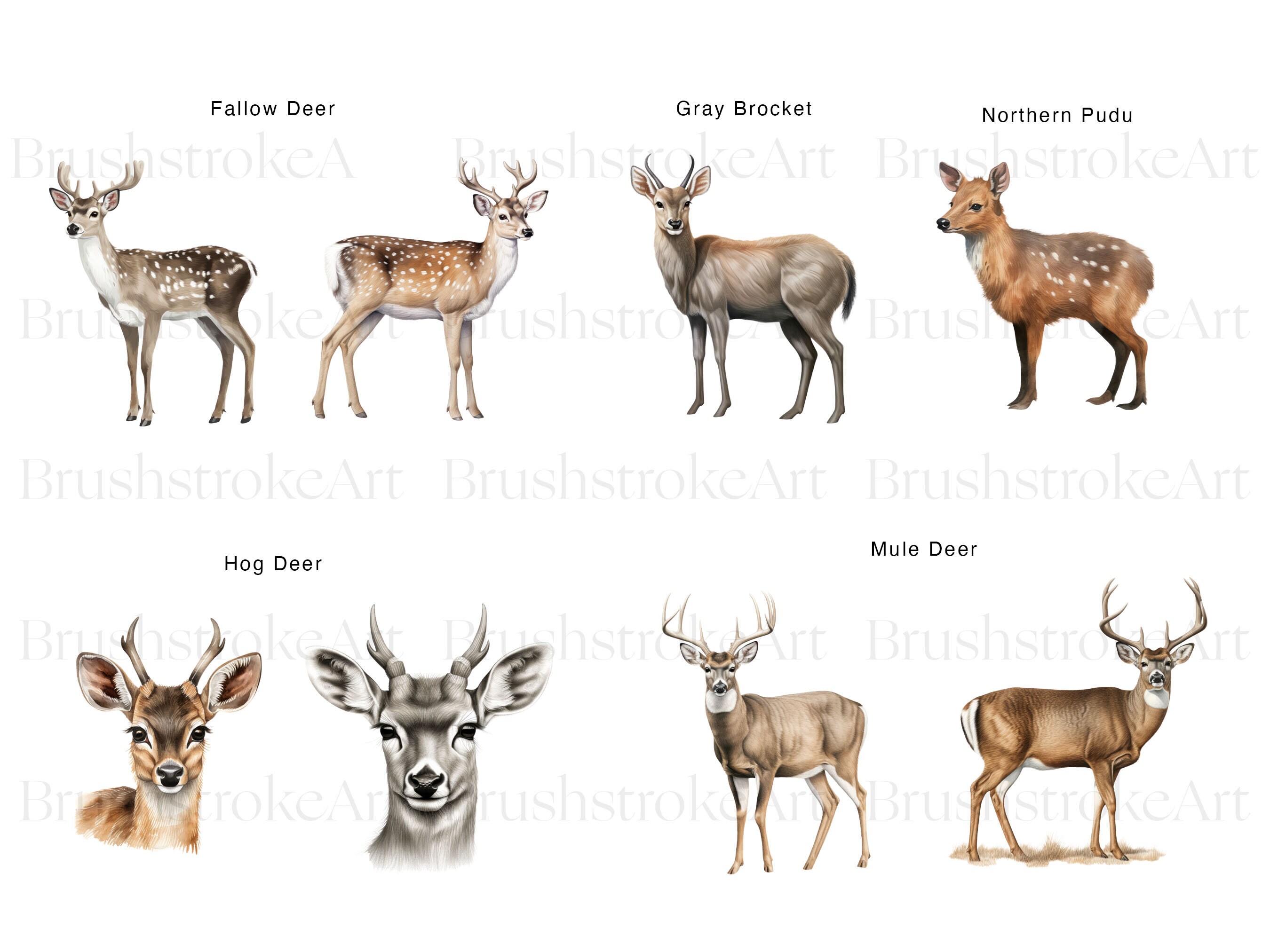 Deer Types Clipart, Moose PNG, Stag Clipart, Elk, Antler Clipart, Deer ...
