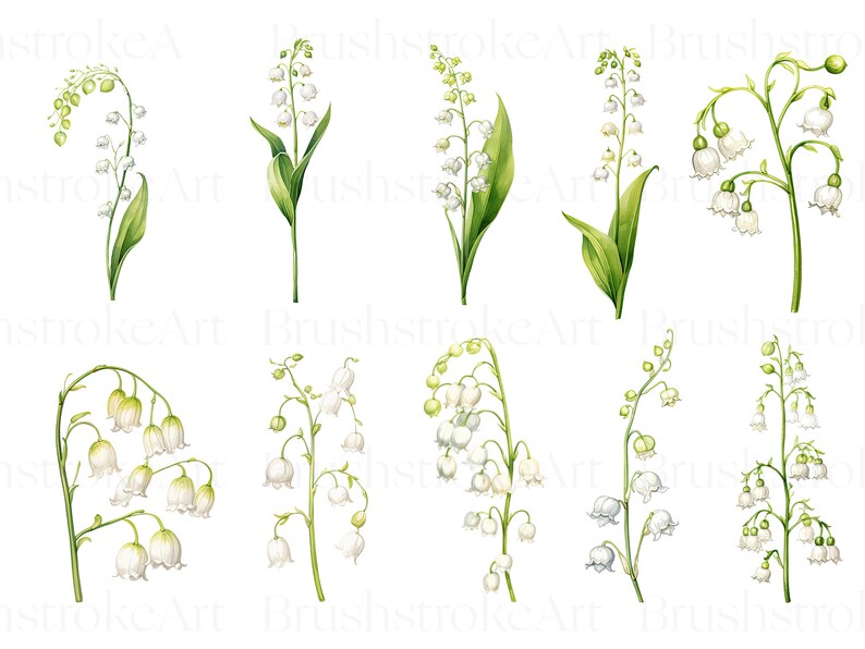 Watercolor Lily of the Valley , Flower Clipart, 36 May Birth Month Flower PNG, Floral Wreath ...