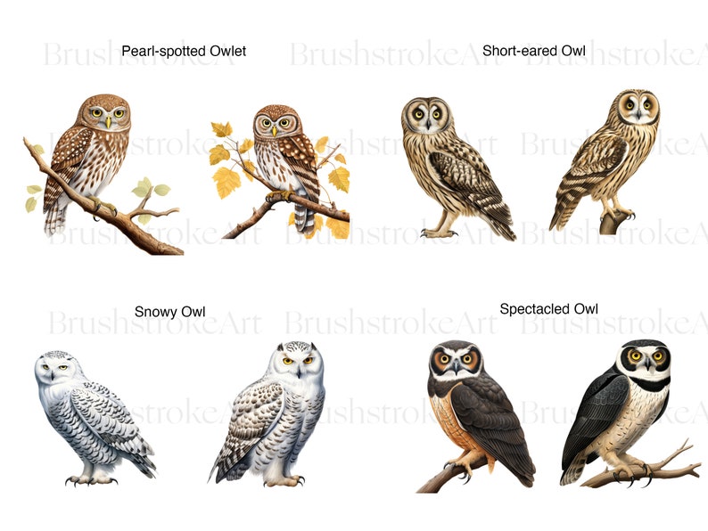 Owl Illustration Clipart, Barn Owl, Type of Owls, Cute Owl Species Art ...