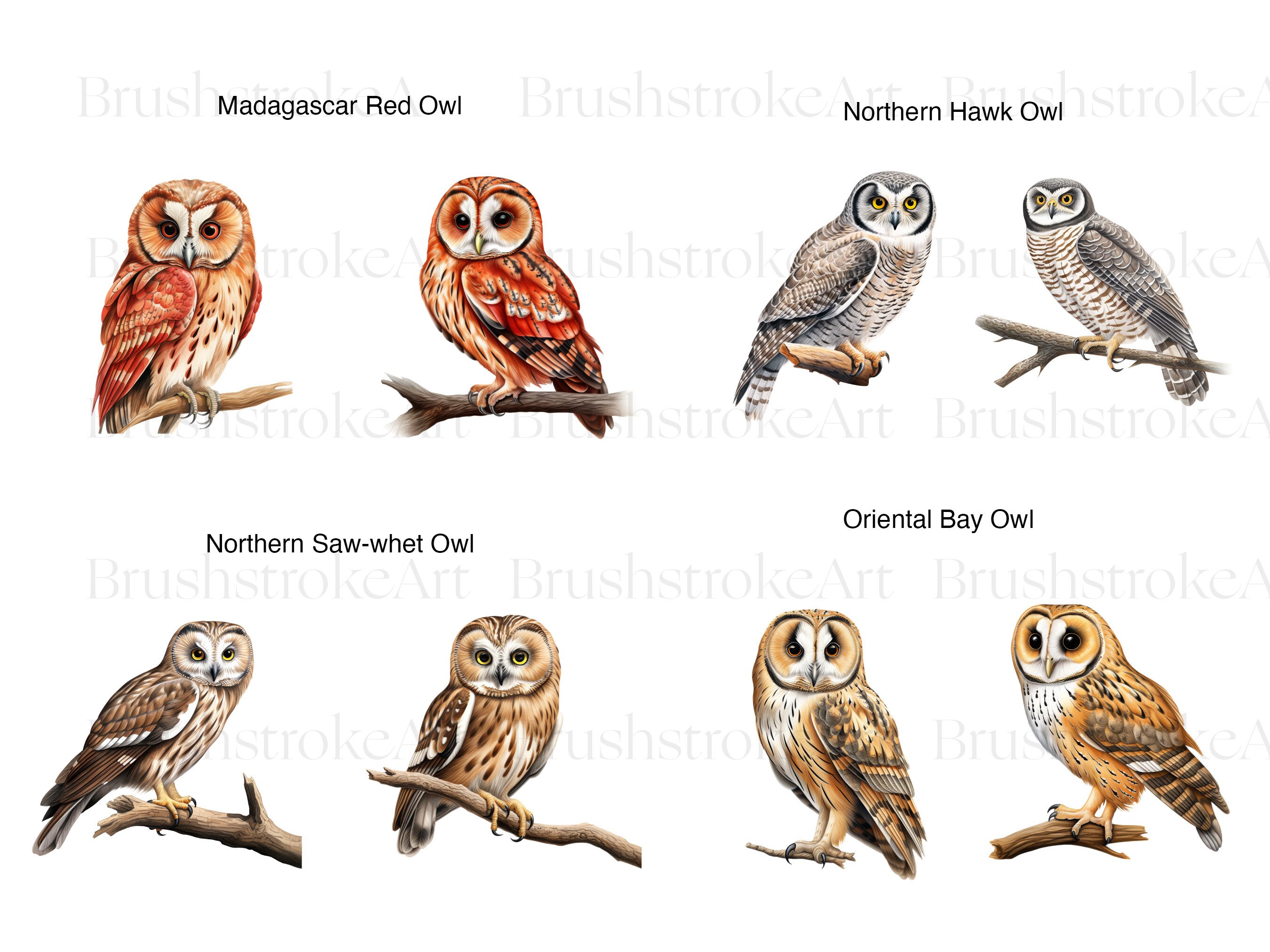 Owl Illustration Clipart, Barn Owl, Type of Owls, Cute Owl Species Art ...