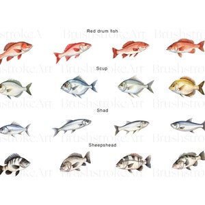 Fish Illustration Clipart, Freshwater Fish Species, Saltwater Fish ...