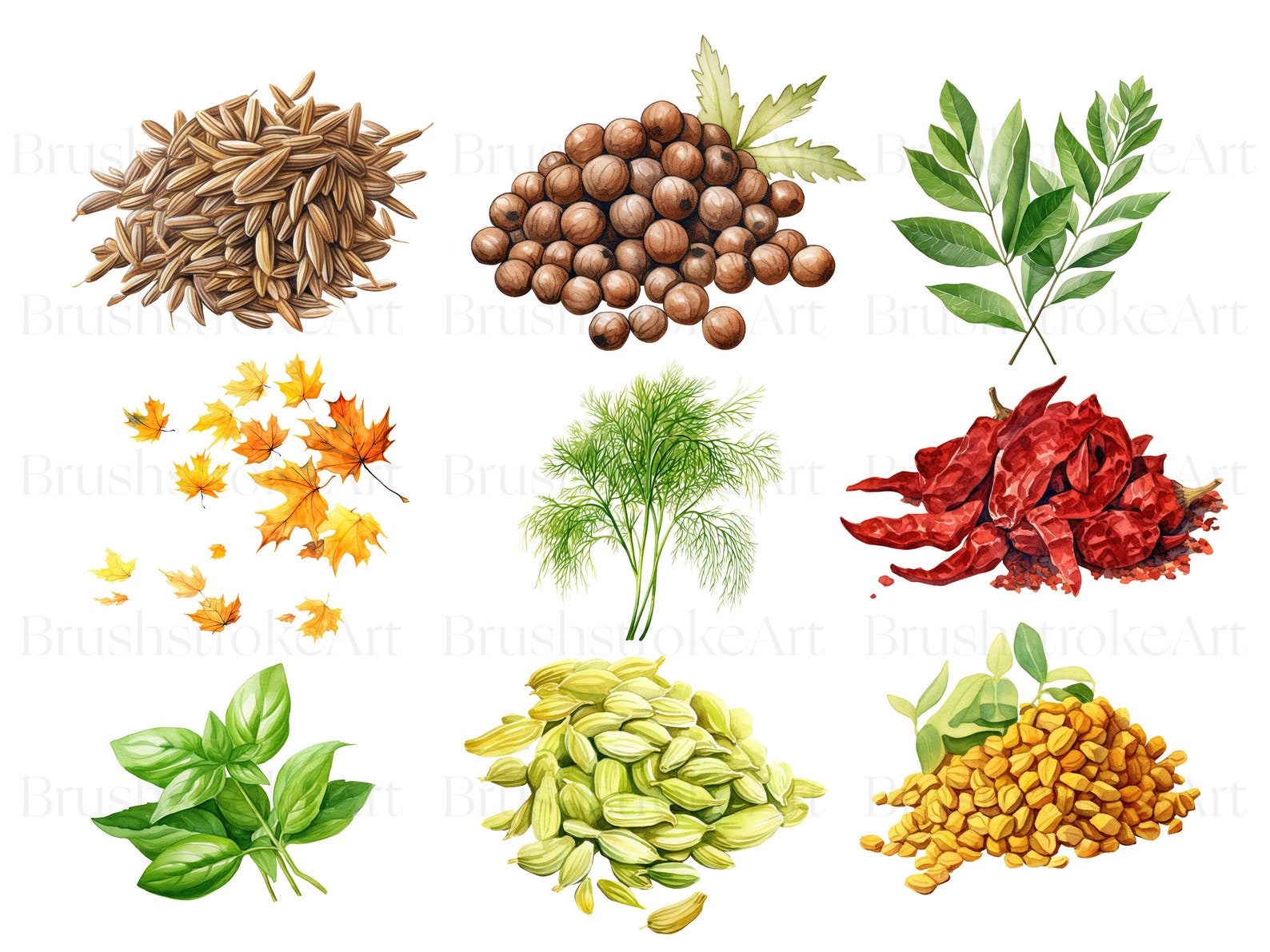 Watercolor Herbs and Spices, Cooking Clipart, Culinary Herbs, Mint ...
