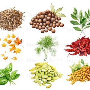 Watercolor Herbs and Spices, Cooking Clipart, Culinary Herbs, Mint ...