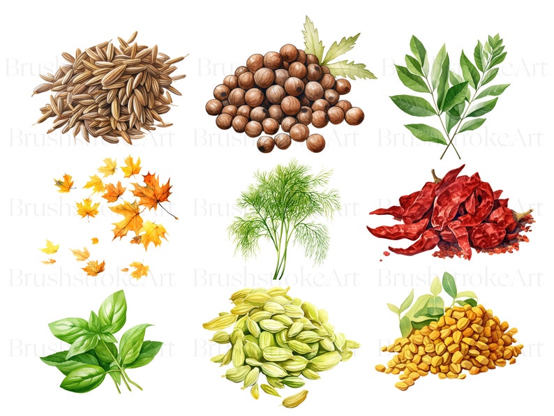 Watercolor Herbs and Spices, Cooking Clipart, Culinary Herbs, Mint ...