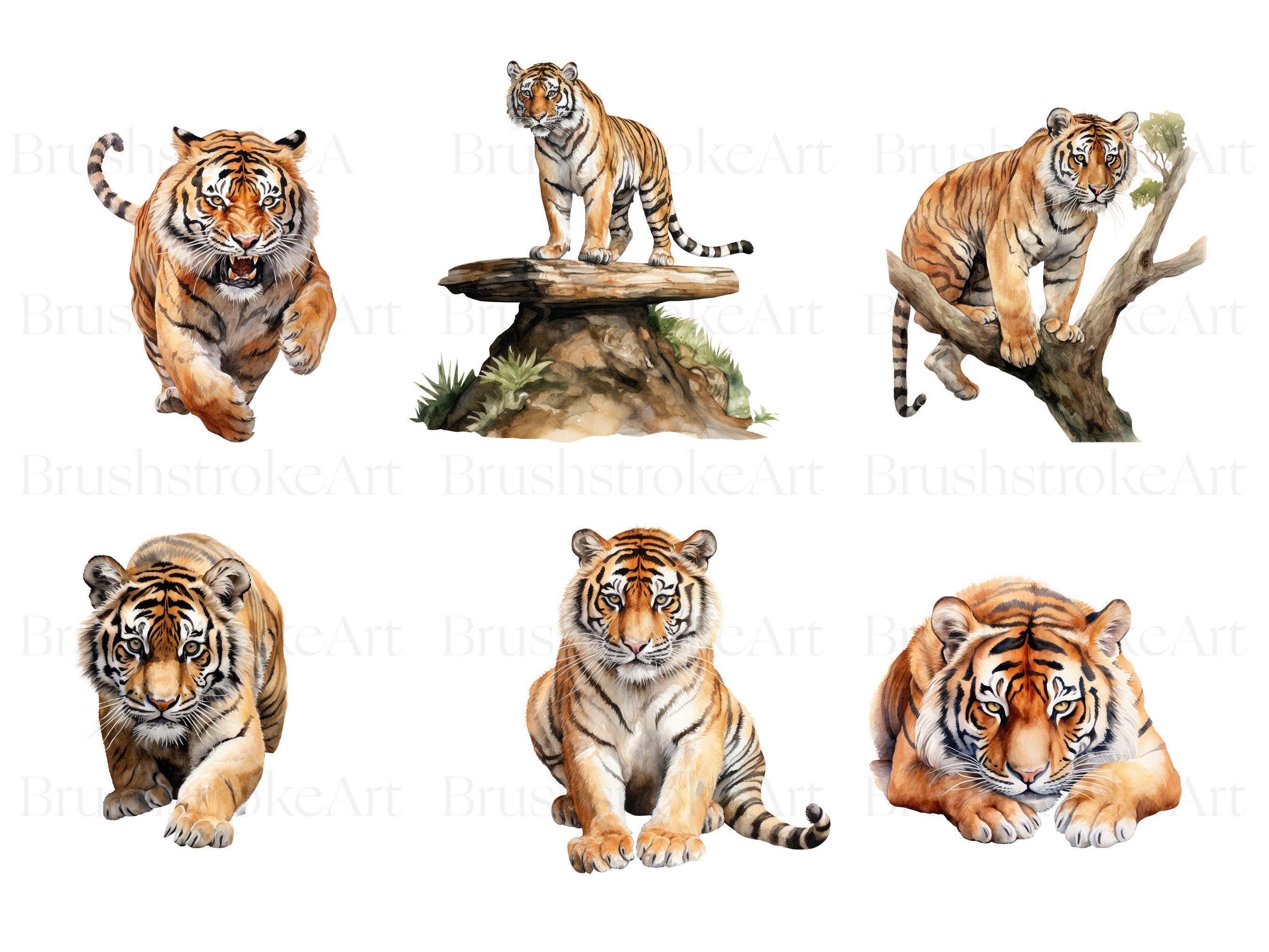 Watercolor Tiger Clipart, Tiger PNG, Watercolor Animal Art, Jungle ...