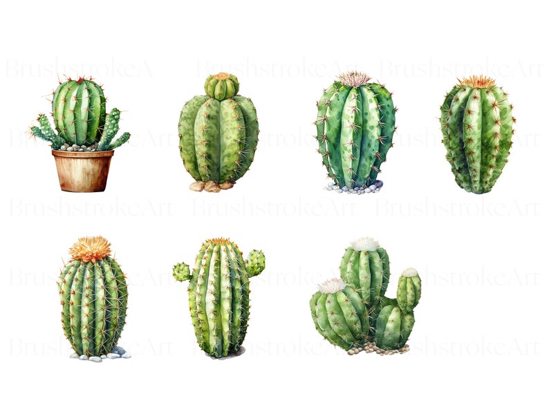 Cactus Watercolour Clipart, Cactus Illustrations, Cactus Chronicles ...