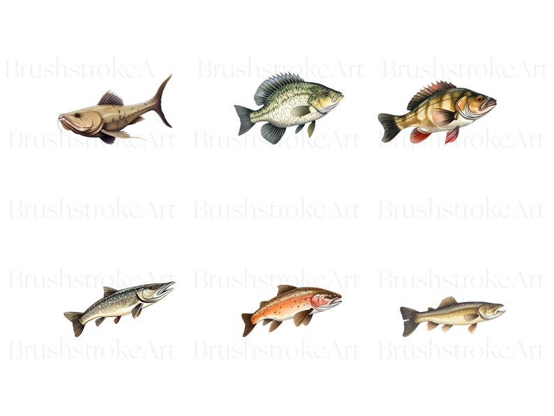 Freshwater Fish Clipart, Bass Fish PNG, Trout Clipart, Watercolor ...