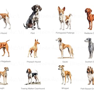 Hound Group Dogs Clipart Collection - 37 Unique Watercolor ...