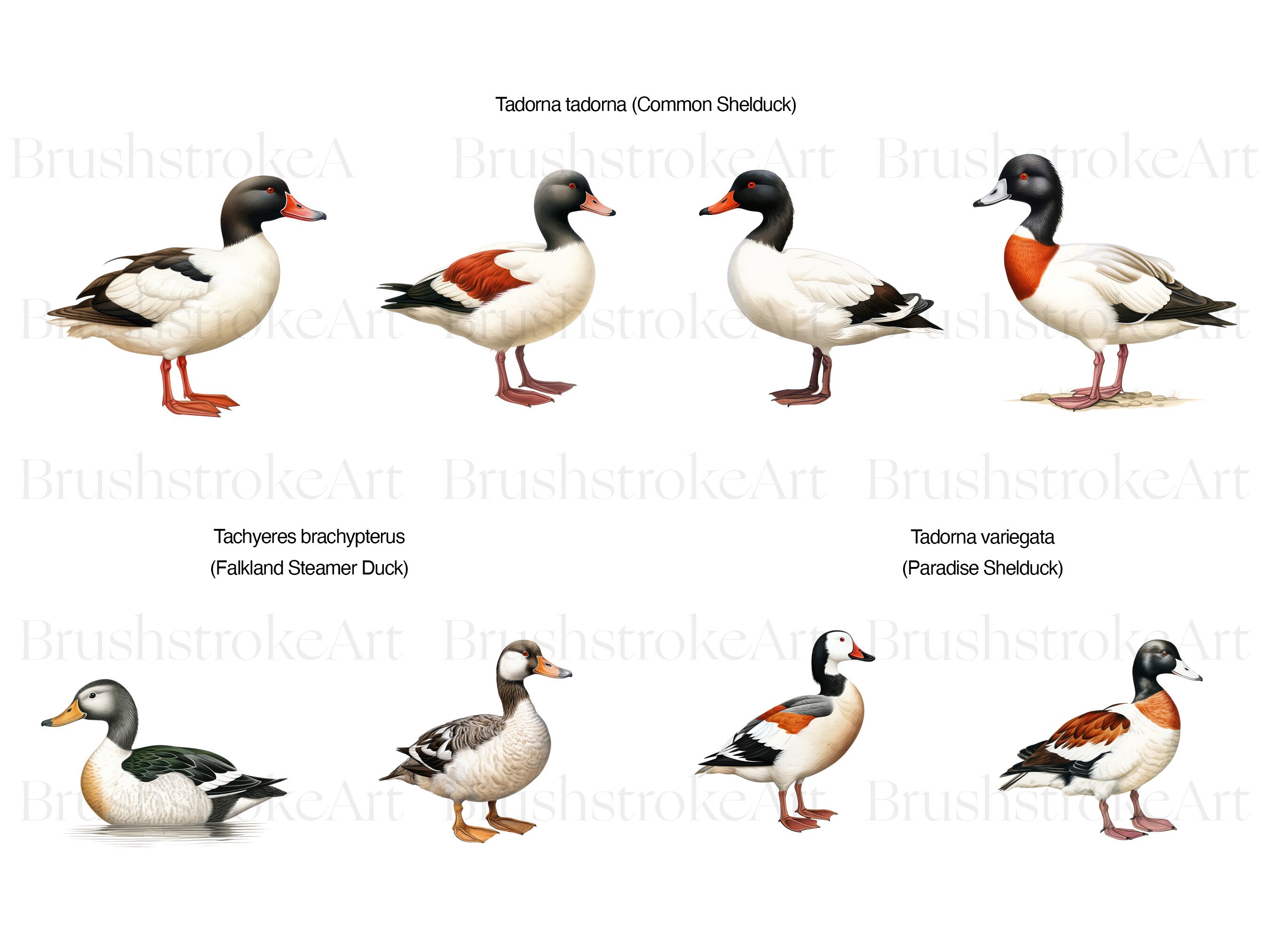 Watercolor Duck Breeds Clipart, Garganey, Duck Clipart, Duck Lover Gift ...