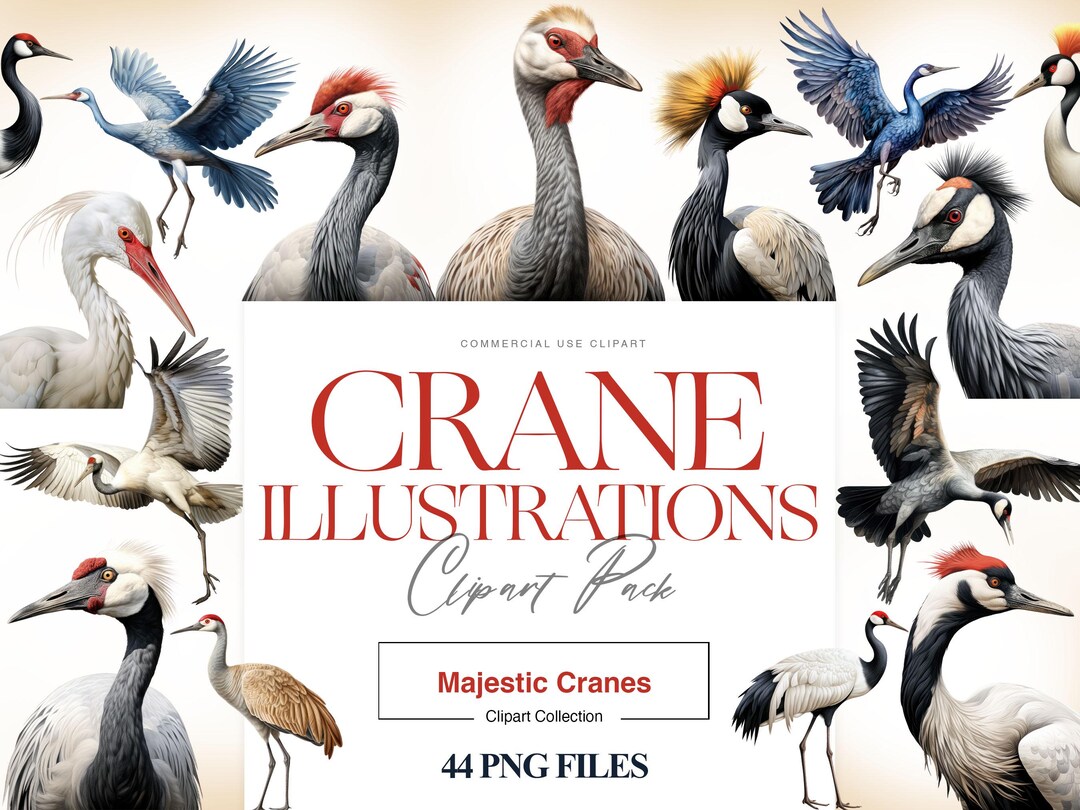 Crane Clipart, Blue Crane, Sandhill Crane PNG, Crane Bird Clipart ...