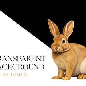 Types of Rabbit Clipart, Cottontail, Rabbit PNG, Hare Clipart, White ...