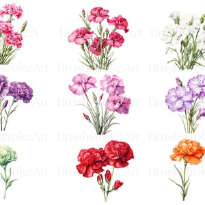 Birthmonth Flower Carnation Clipart, Watercolor Wreath, Bouquet ...