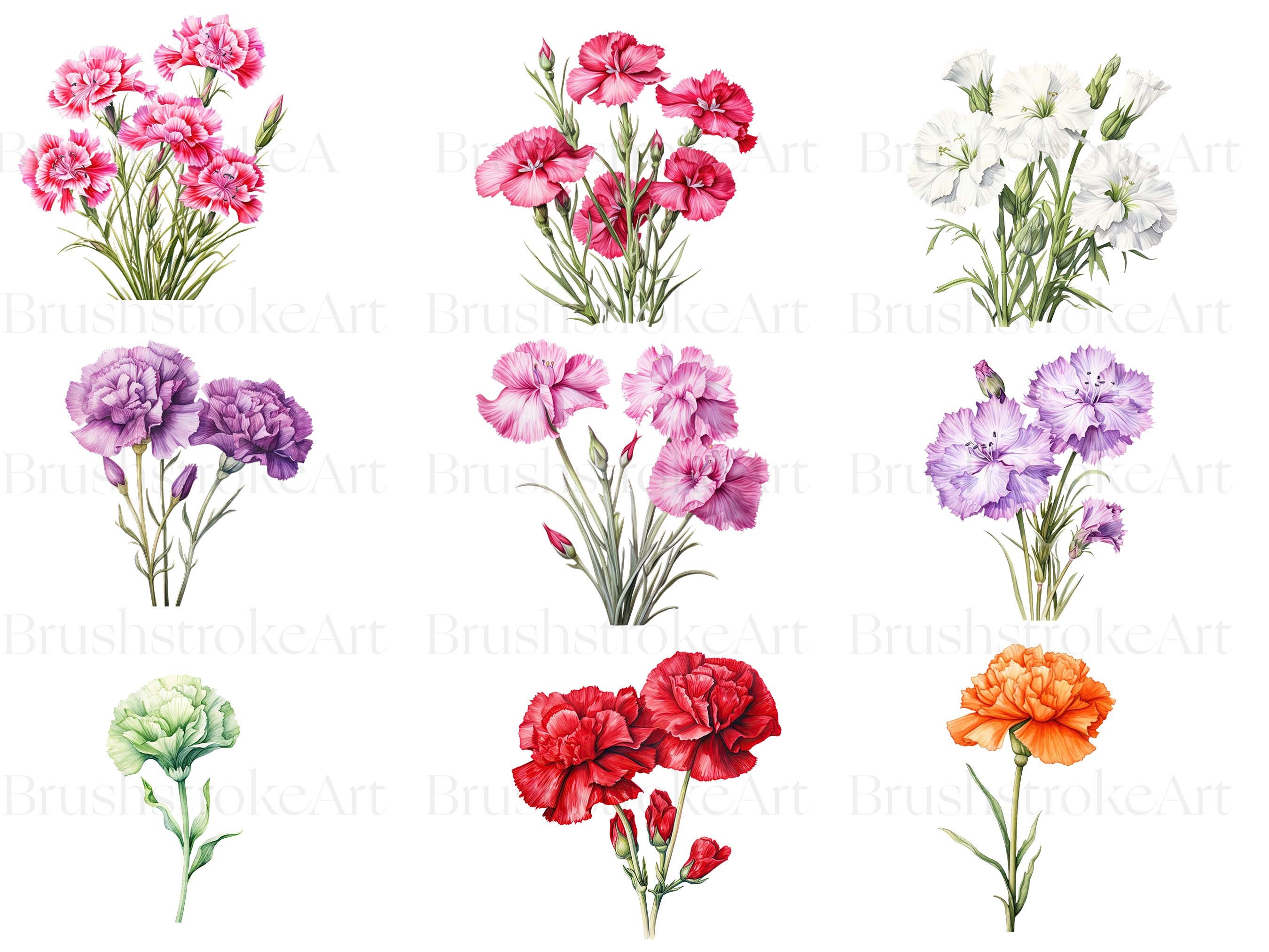 Birthmonth Flower Carnation Clipart, Watercolor Wreath, Bouquet ...