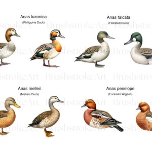 Illustration Duck Clipart, Anas Genus, Duck Breeds, Mallard Duck ...