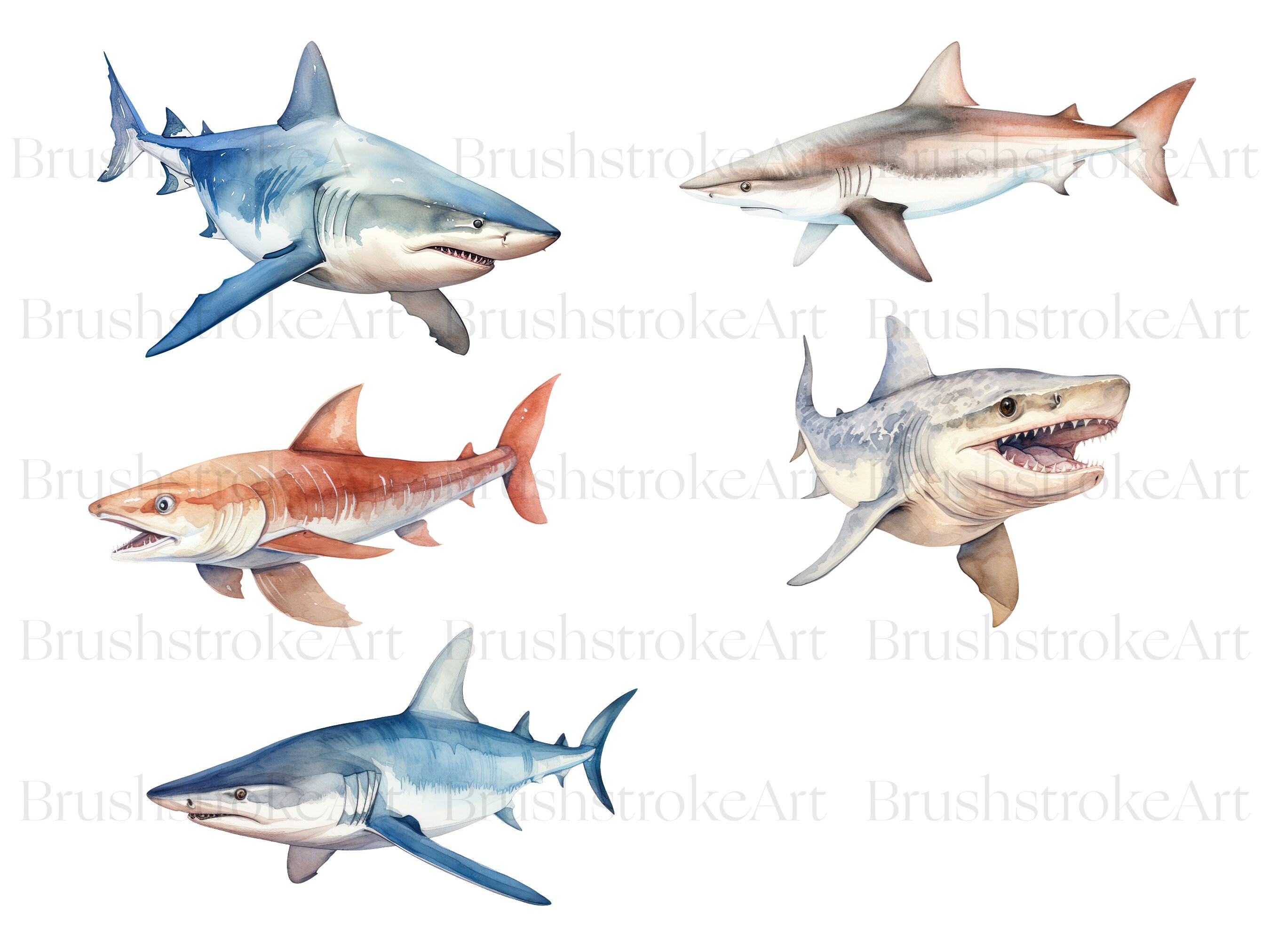 Watercolor Shark Clipart, Great White Shark, Marine Life, Nursery ...
