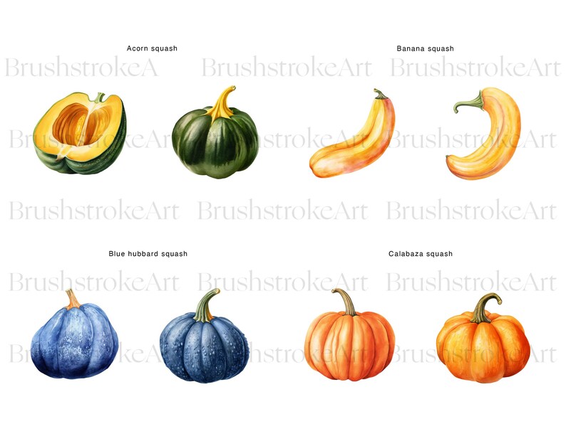 Watercolor Squash Clipart, Pumpkin, Butternut Squashes Clipart, Autumn ...