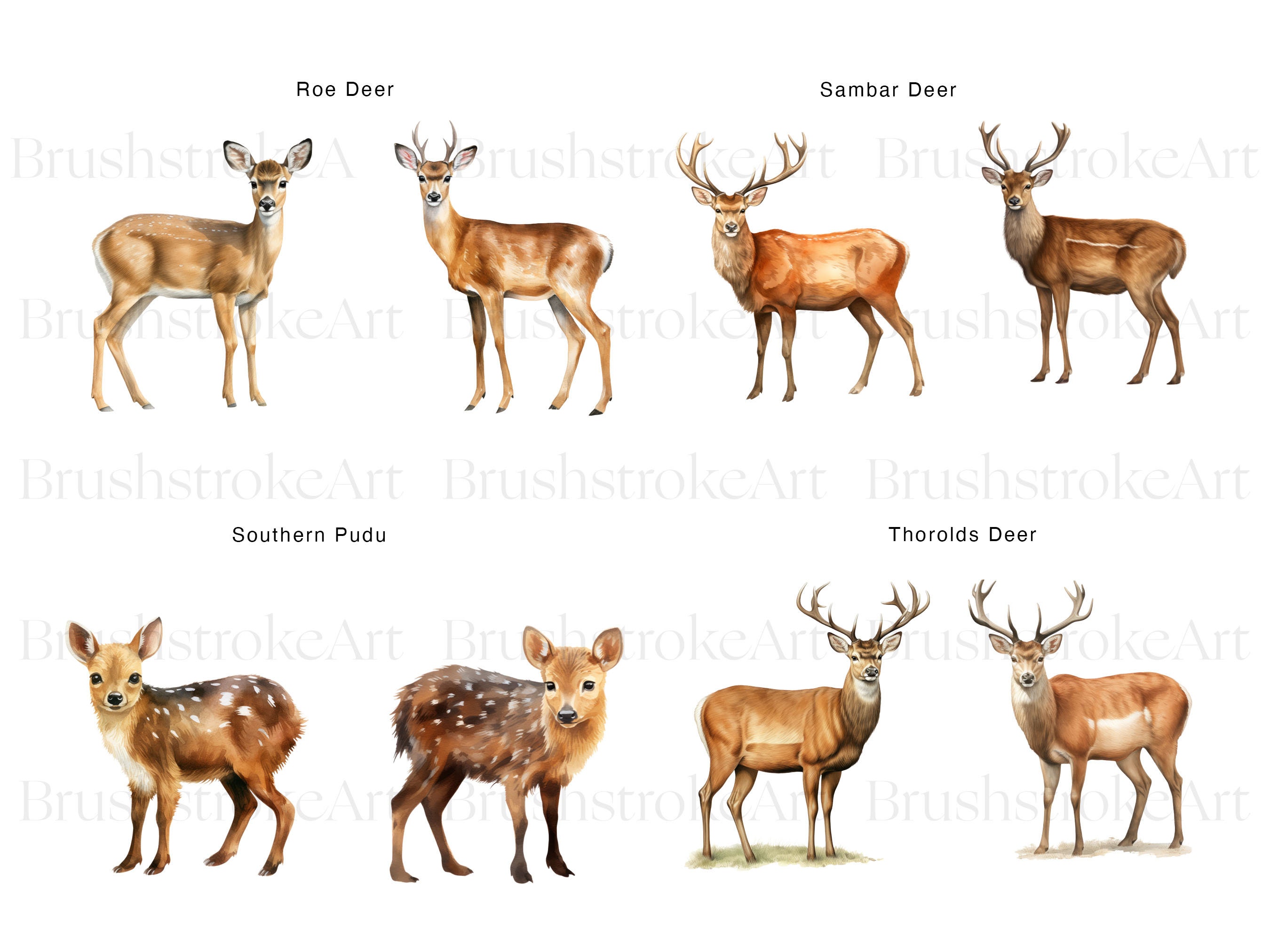 Deer Types Clipart, Moose PNG, Stag Clipart, Elk, Antler Clipart, Deer ...