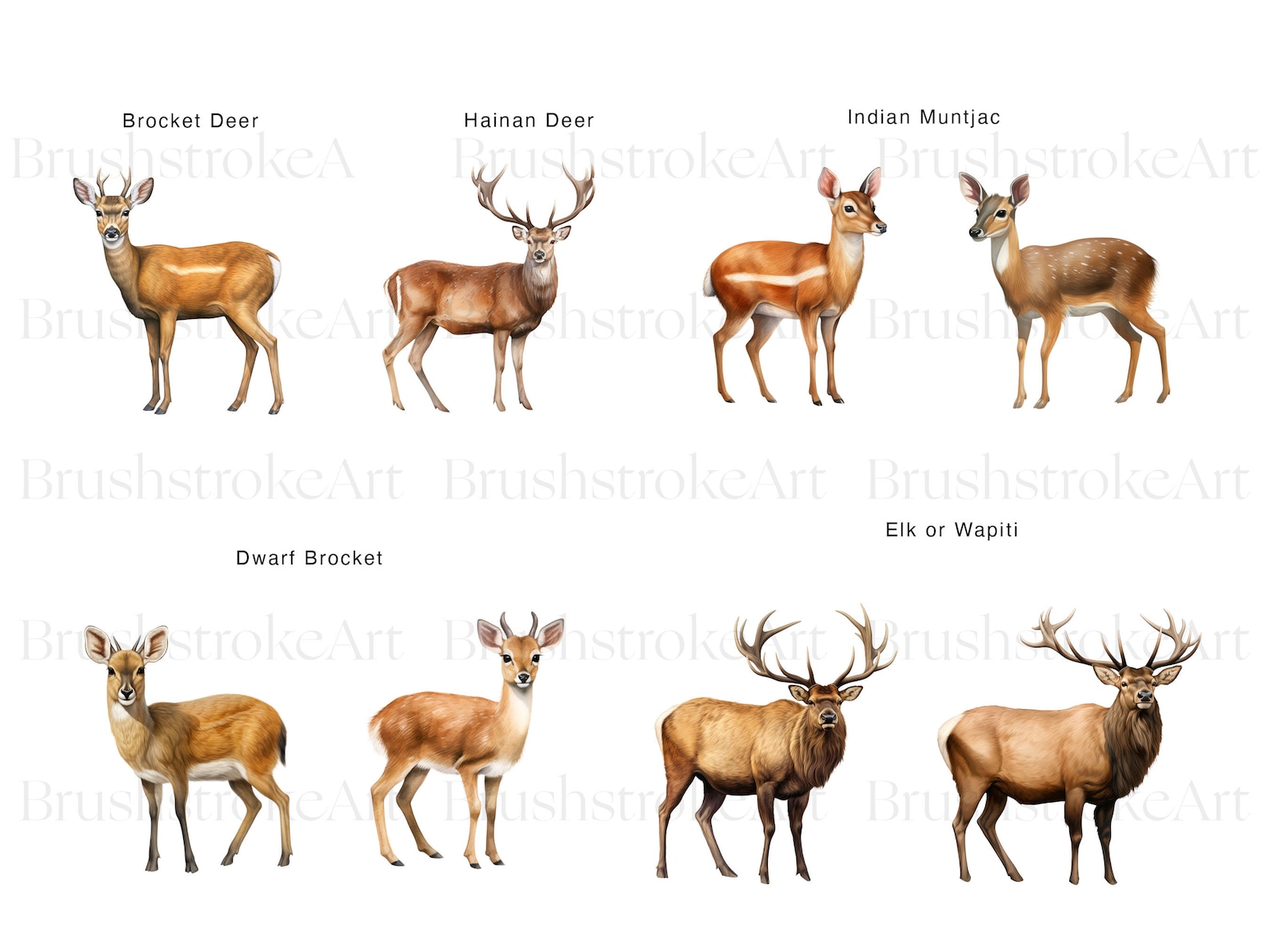 Deer Types Clipart, Moose PNG, Stag Clipart, Elk, Antler Clipart, Deer ...
