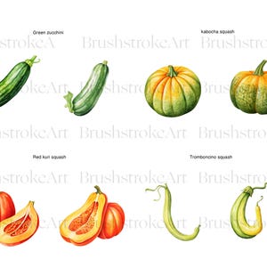 Watercolor Squash Clipart, Pumpkin, Butternut Squashes Clipart, Autumn ...