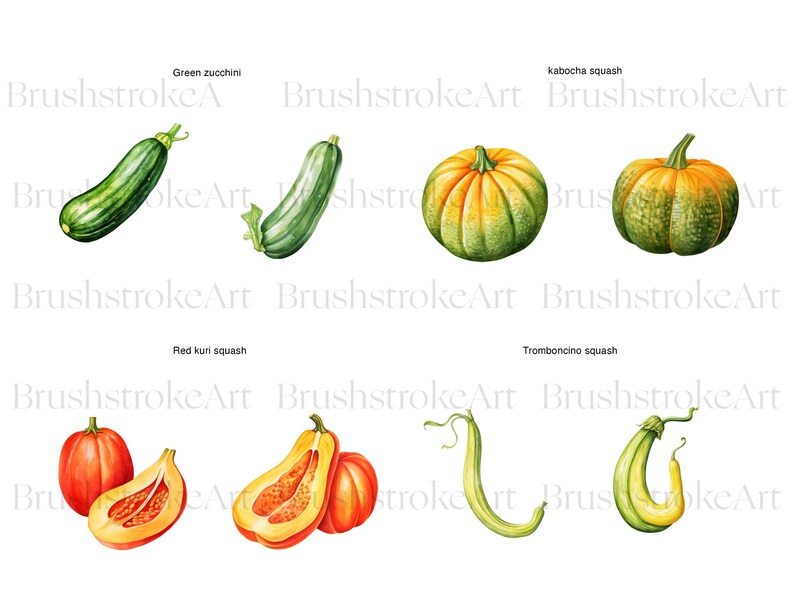 Watercolor Squash Clipart, Pumpkin, Butternut Squashes Clipart, Autumn ...