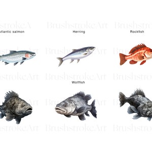 Salt Water Fish Clipart, Salmon, Cod Fish PNG, Watercolor Fish Download ...