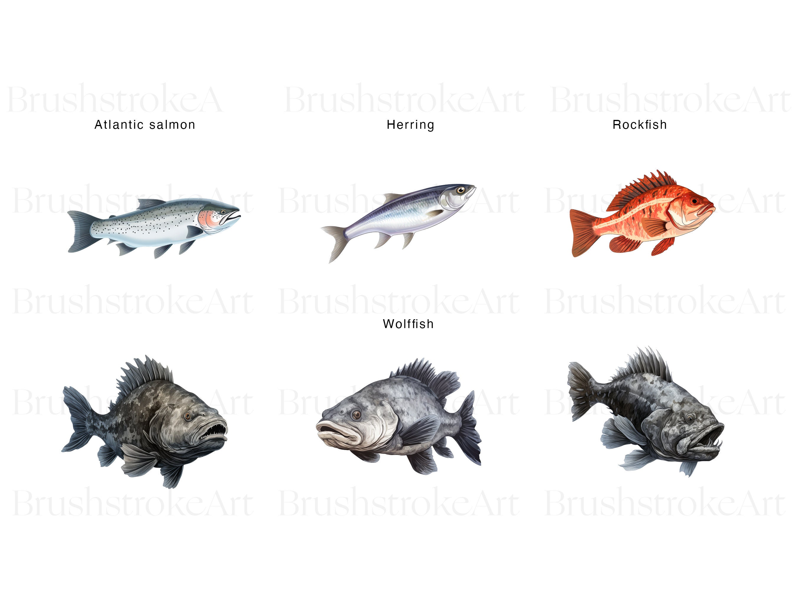 Salt Water Fish Clipart, Salmon, Cod Fish PNG, Watercolor Fish Download ...