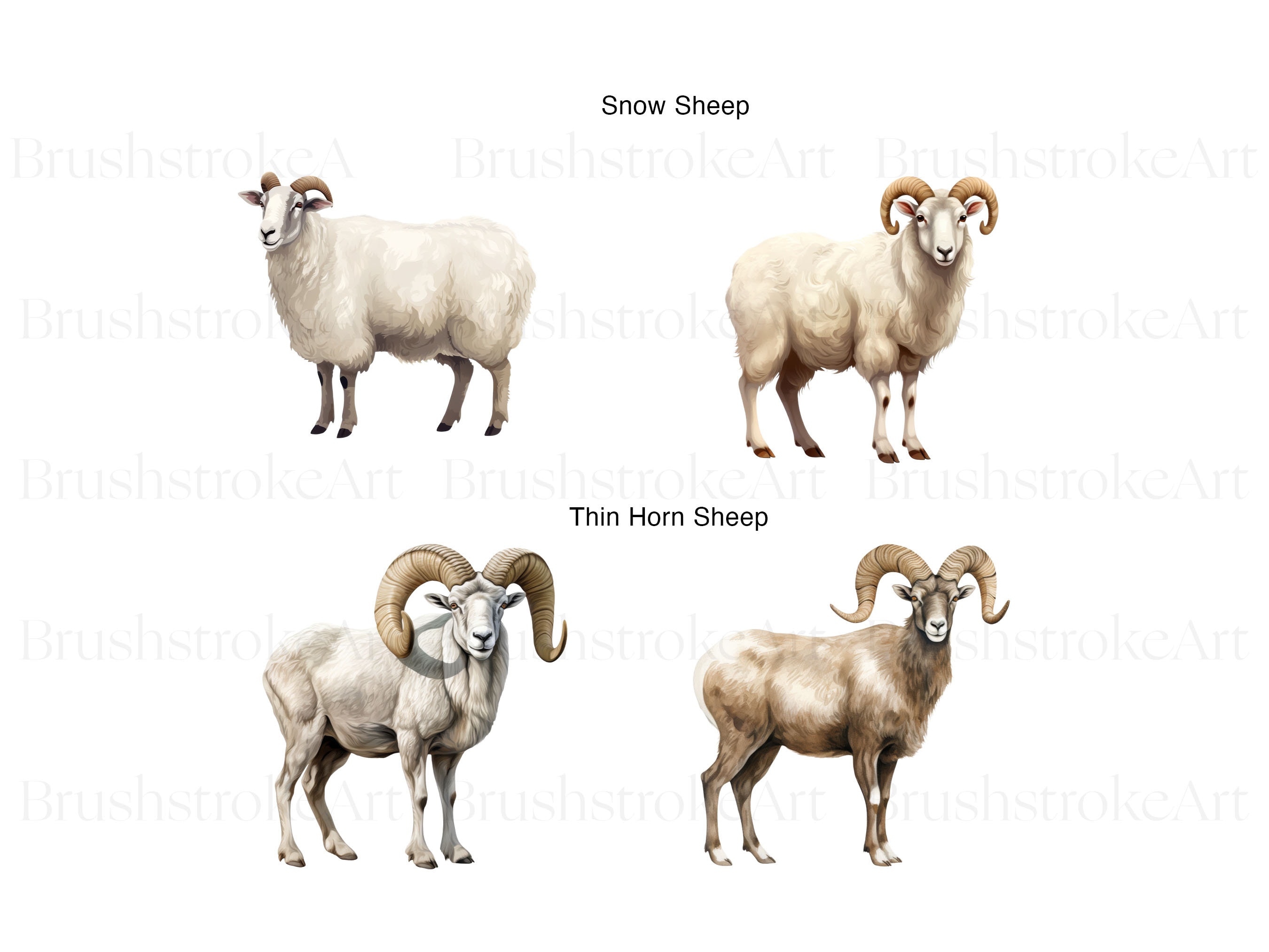 Sheep Breeds Clipart, Bighorn Sheep, Mountain Dall Sheep, Farm Animals ...