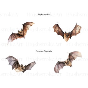 Watercolor Bat Clipart, Cute Bat PNG, Bat Illustrations, Cute Halloween ...