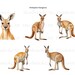 Kangaroo Clipart, Australian Kangaroo, Red Kangaroo, Western Grey ...