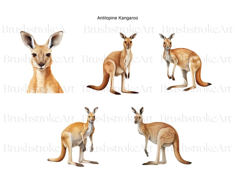 Kangaroo Clipart, Australian Kangaroo, Red Kangaroo, Western Grey ...