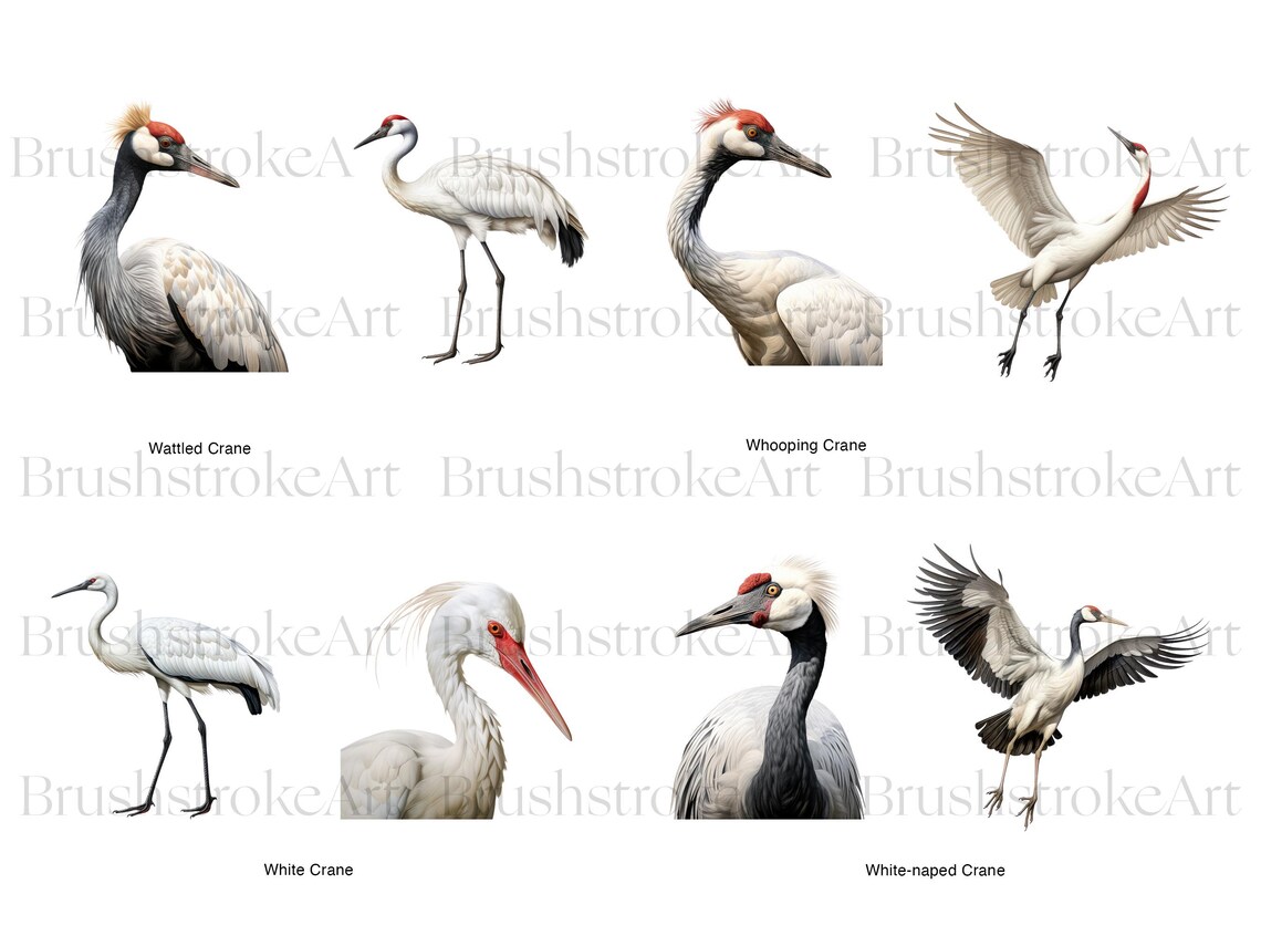 Crane Clipart, Blue Crane, Sandhill Crane PNG, Crane Bird Clipart ...
