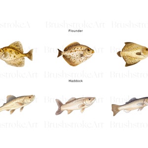 Salt Water Fish Clipart, Salmon, Cod Fish PNG, Watercolor Fish Download ...