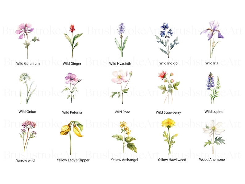 Wild Flowers Clipart Pack, Wildflower Watercolour Clipart, Floral ...