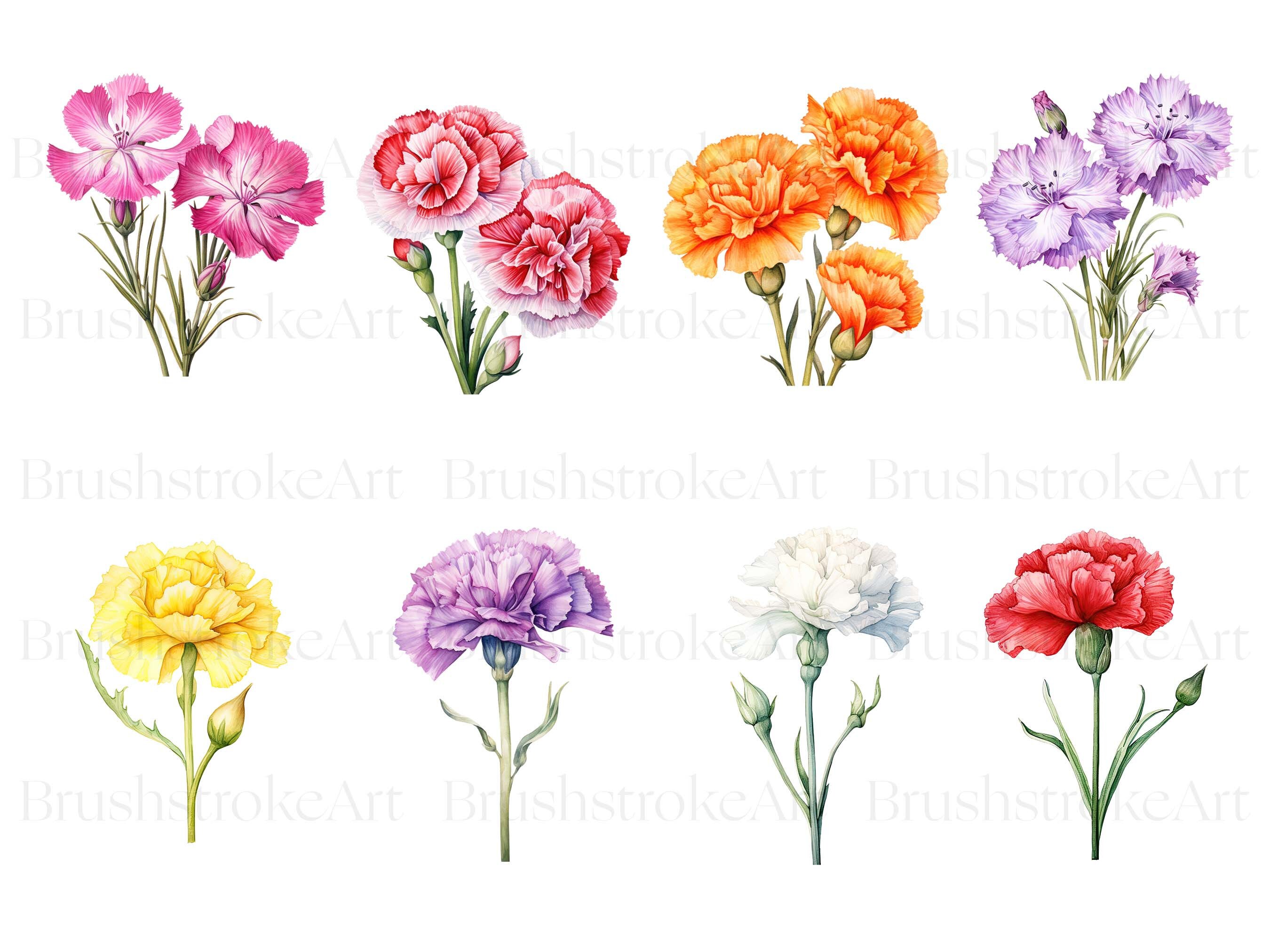 Birthmonth Flower Carnation Clipart, Watercolor Wreath, Bouquet ...