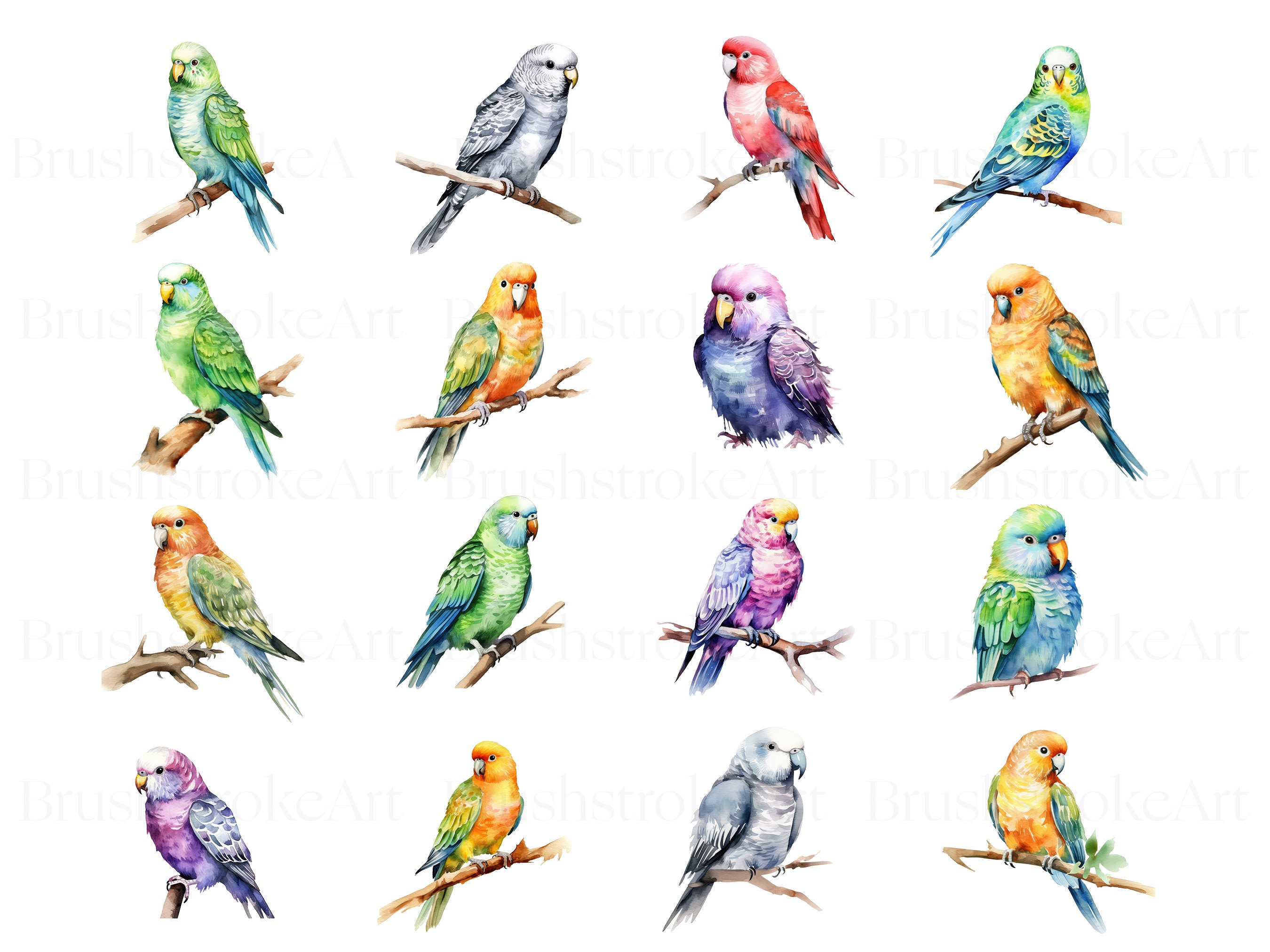 43 Parakeet Clipart Jungle Birds Tropical Birds Watercolor - Etsy