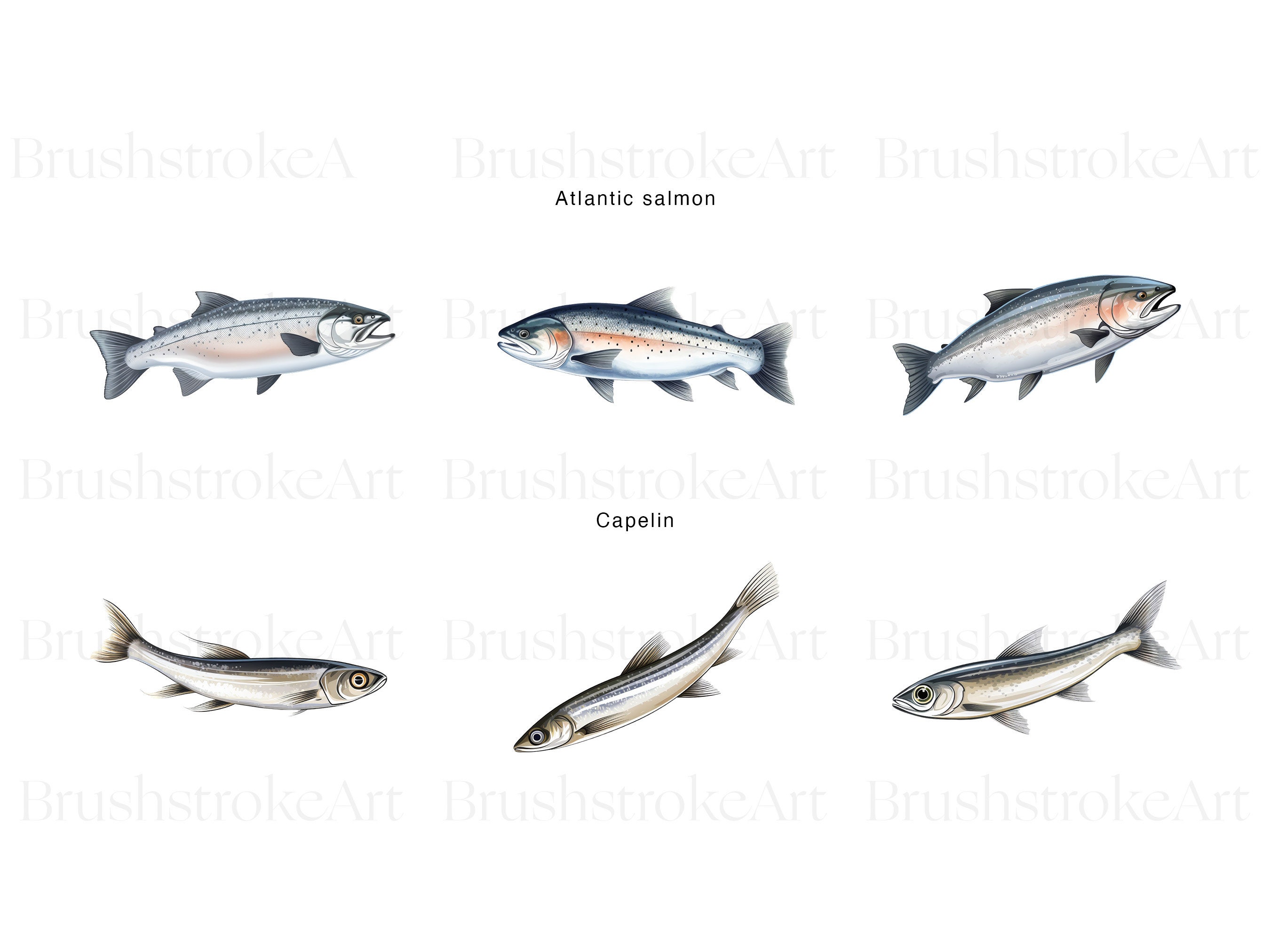 Salt Water Fish Clipart, Salmon, Cod Fish PNG, Watercolor Fish Download ...