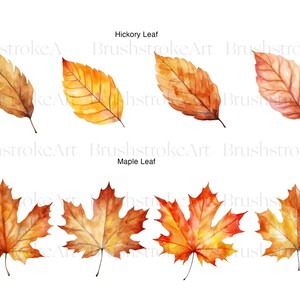 Fall Leaves Clipart, Watercolor Fall Clipart, Autumn Leaf, Maple Leaves ...