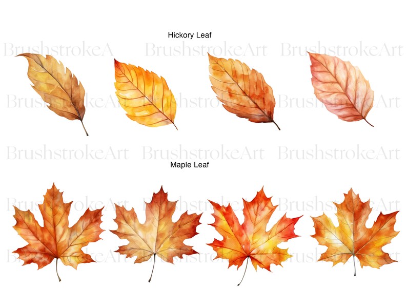 Fall Leaves Clipart, Watercolor Fall Clipart, Autumn Leaf, Maple Leaves ...