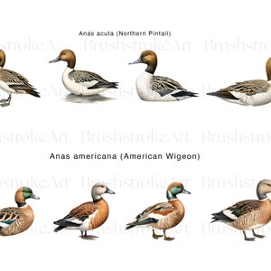 Illustration Duck Clipart, Anas Genus, Duck Breeds, Mallard Duck ...