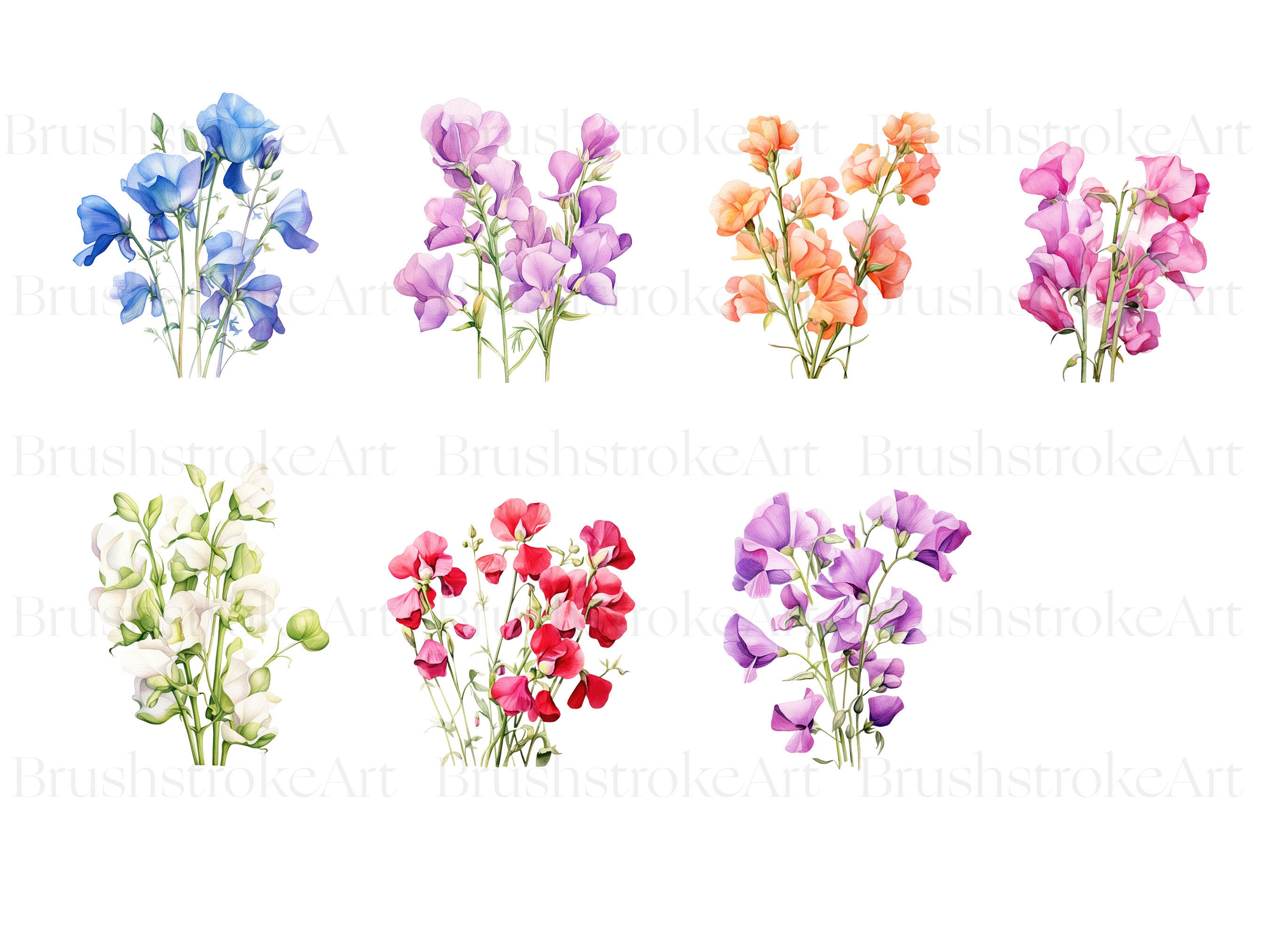 Watercolor Sweet Pea Flower Clipart, Birth Month Flower, Floral PNG ...