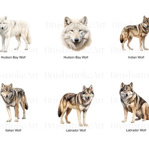 Gray Wolf Clipart, Artic Wolf, Printable, Gray Wolves, Dingo Clipart ...