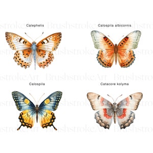 Metalmarks Butterfly Clipart, Watercolor Butterfly Ephemera, Vintage ...