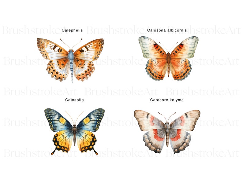 Metalmarks Butterfly Clipart, Watercolor Butterfly Ephemera, Vintage ...