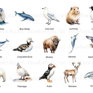 Arctic Animals Clipart Bundle Watercolor Winter PNG Graphics - Etsy UK