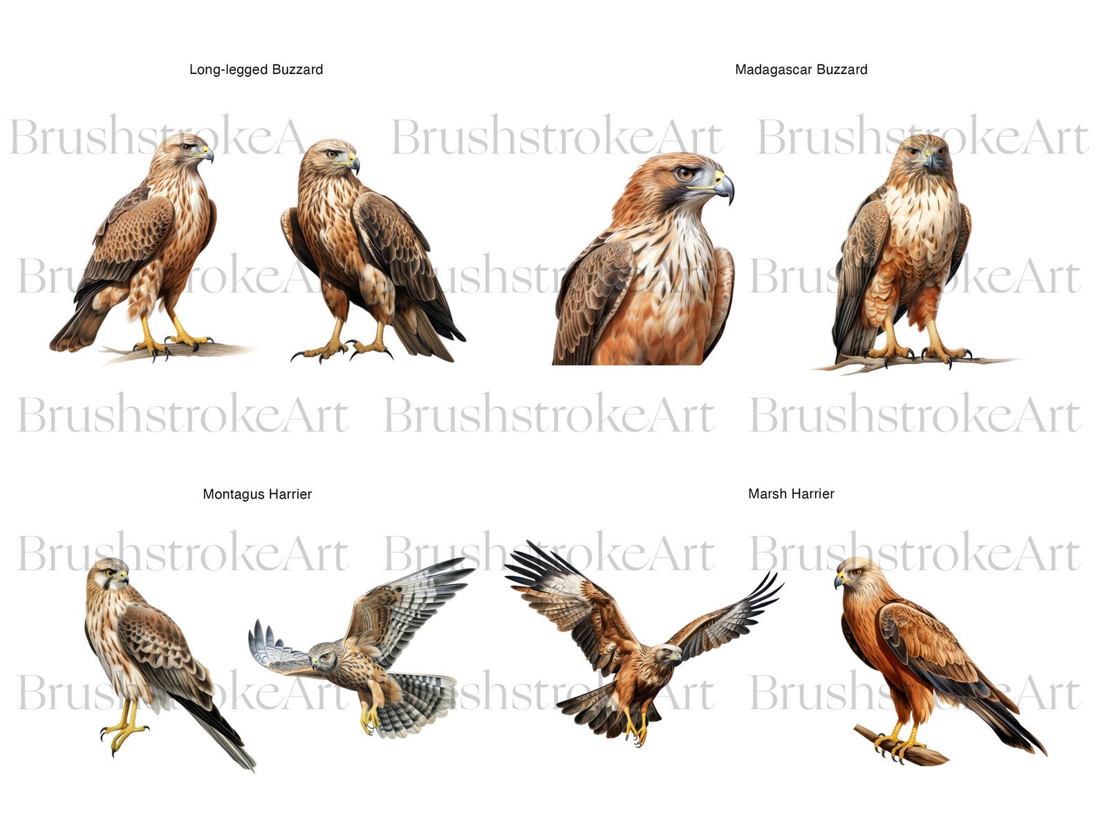 Hawk Clipart, Red-tailed Hawk Art, Bird of Prey Clipart, Majestic Hawk ...